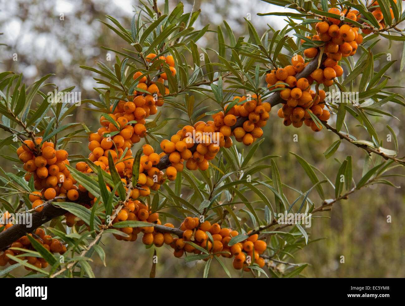 Buckthorn Shrub Stock Photos & Buckthorn Shrub Stock Images - Alamy