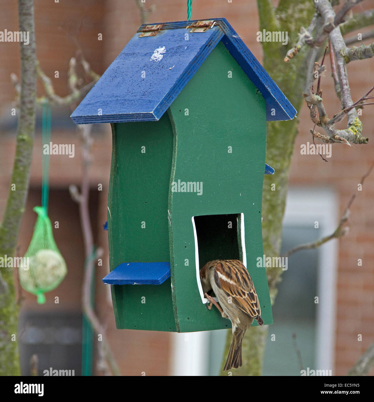 Sparrow eating in a birdhouse Stock Photo - Alamy