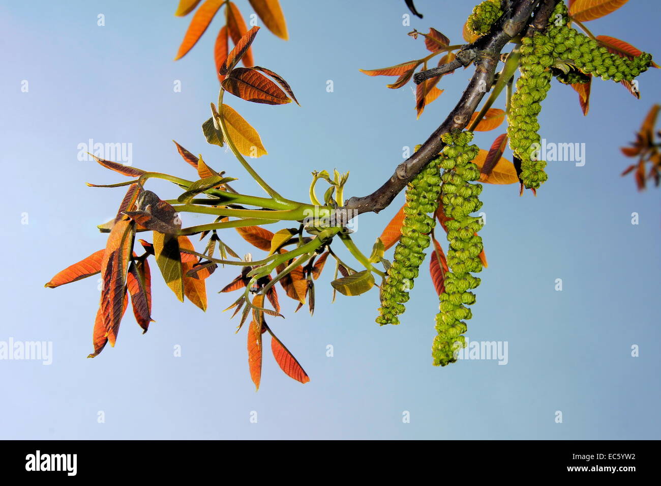 Walnut flower hi-res stock photography and images - Alamy