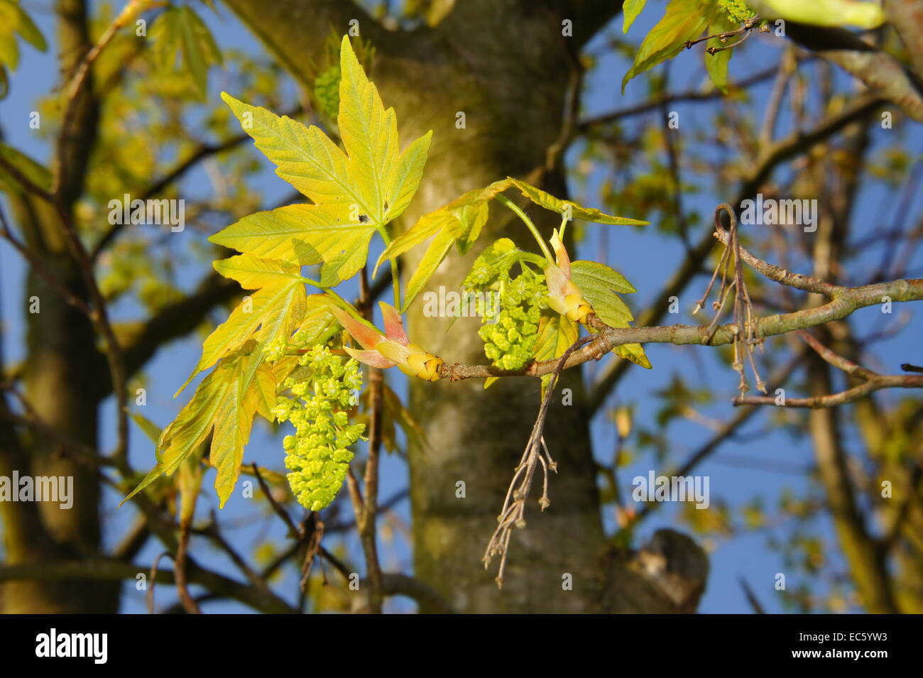 Mountain Maple flower macro before stem and branches Stock Photo - Alamy