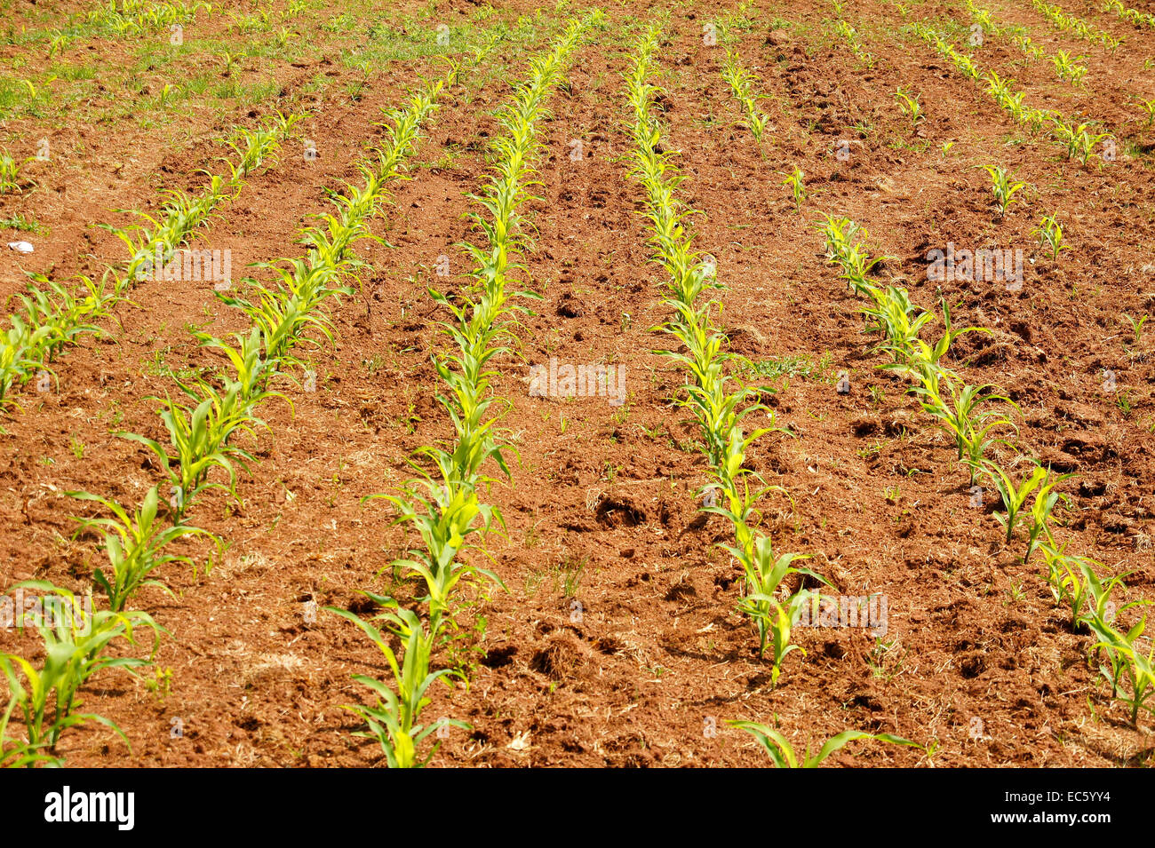 Red ground hi-res stock photography and images - Alamy
