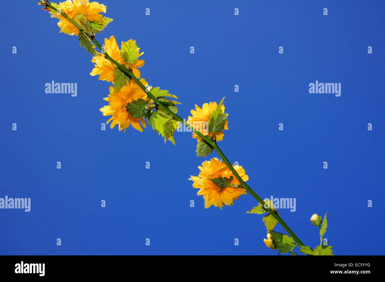 filled Ranunculus Bush branch from the frog perspektive Stock Photo - Alamy