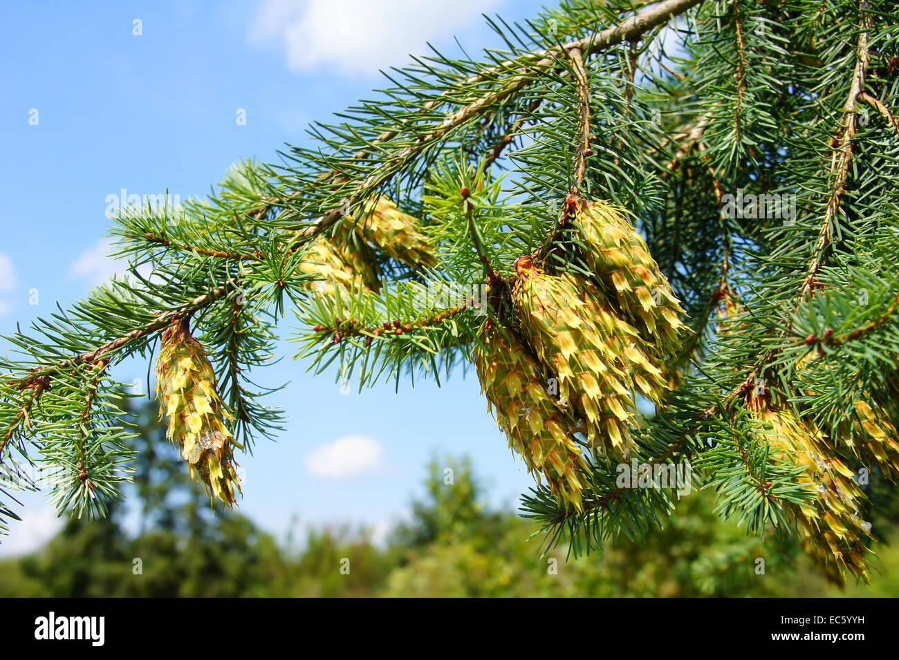 young spruce cones Stock Photo - Alamy