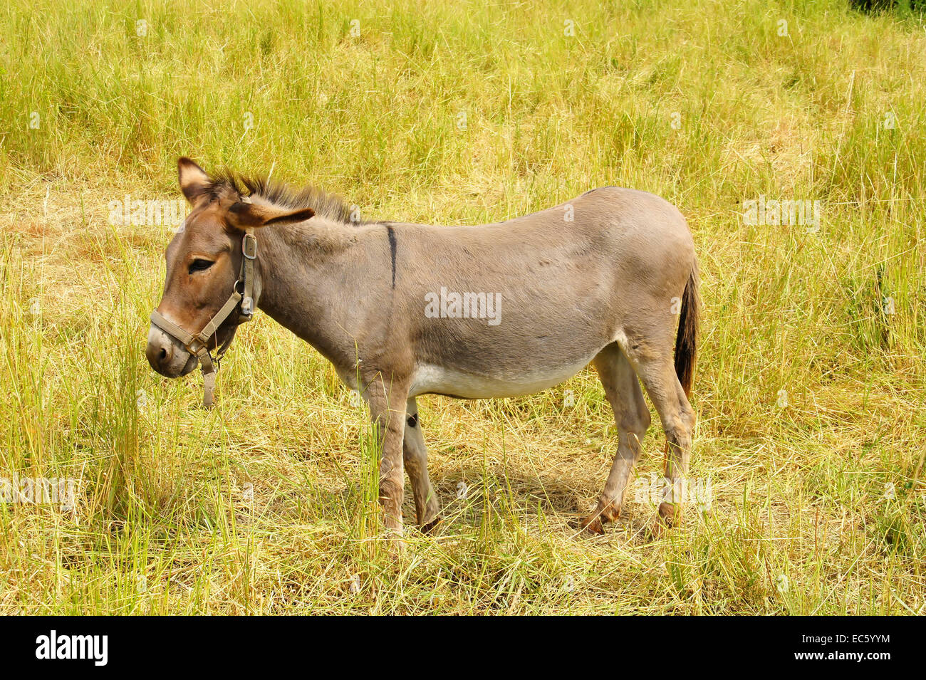donkey alone in the pasture Stock Photo - Alamy