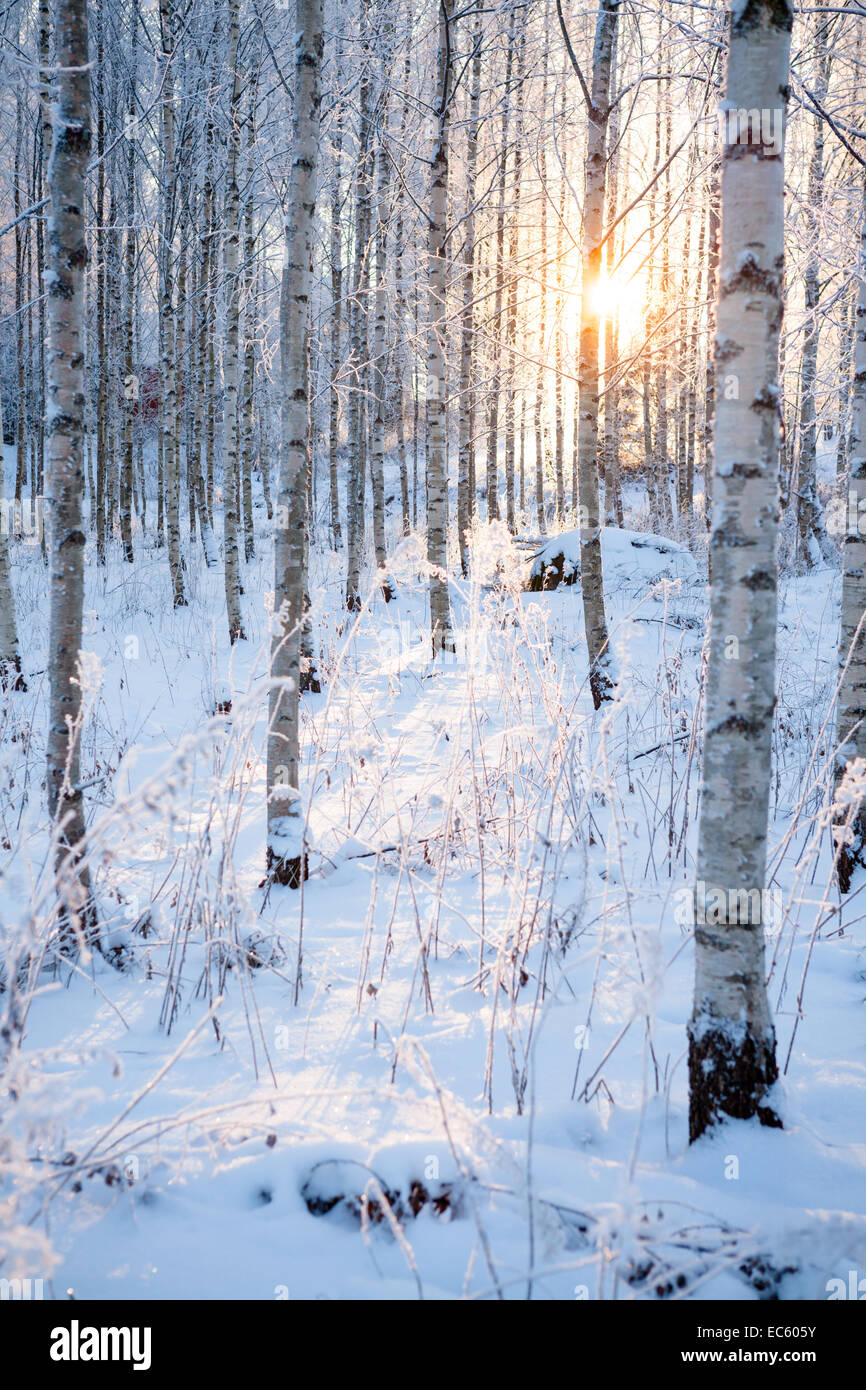 Snowy birch forest and sun light Stock Photo - Alamy