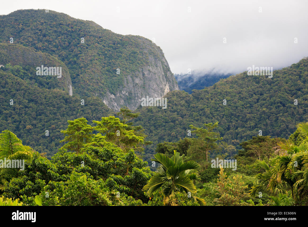 Exotic rainforest landscape Stock Photo - Alamy