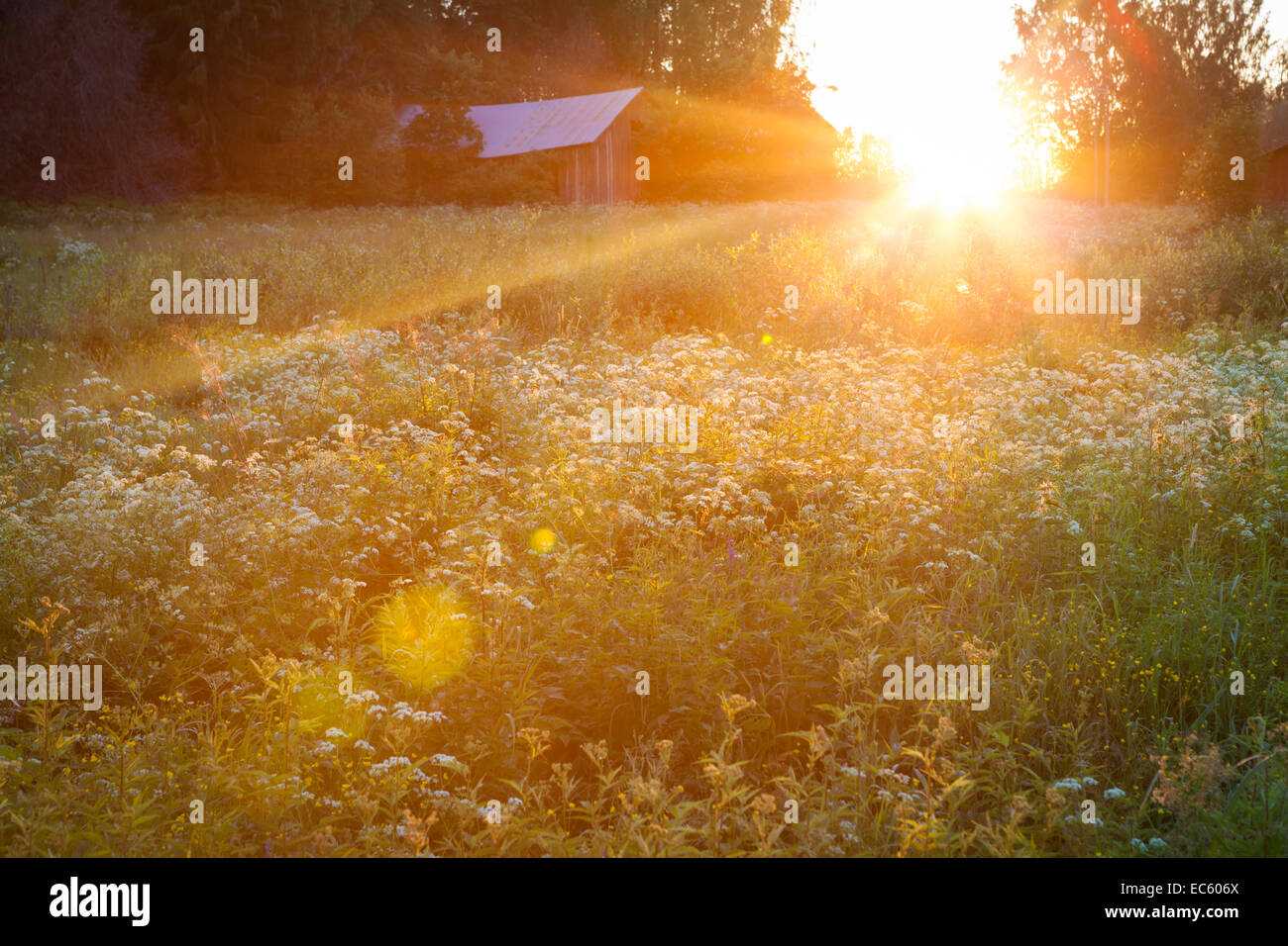 Meadow landscape at sunset Stock Photo - Alamy