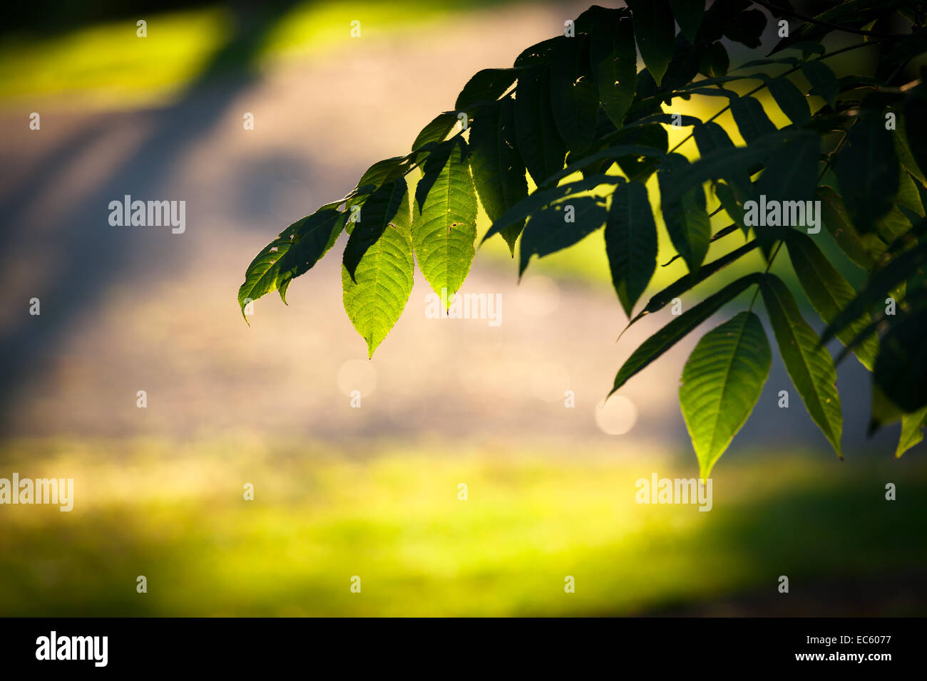 Fresh green leaves background Stock Photo - Alamy
