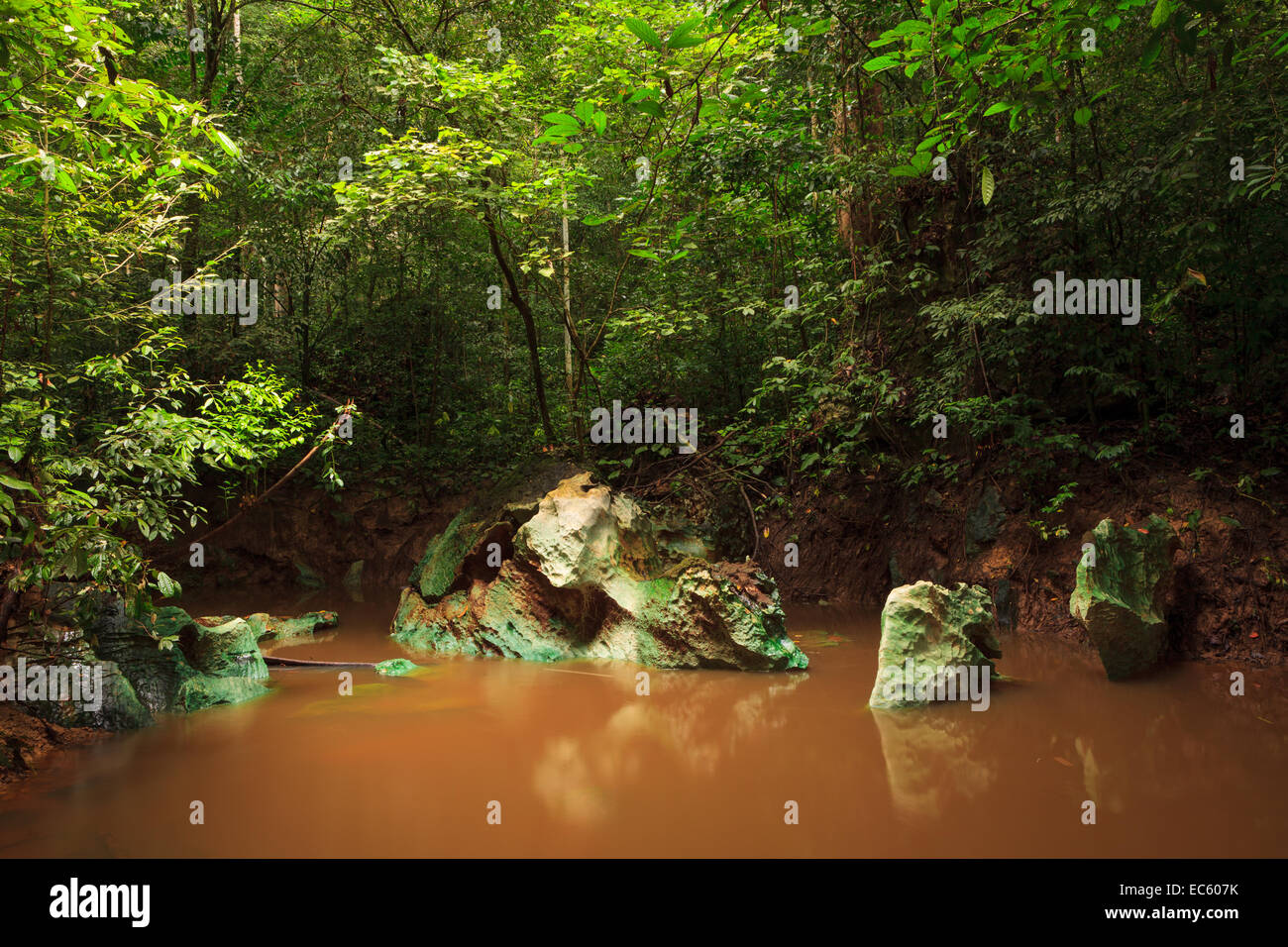 Small jungle river in borneo Stock Photo - Alamy