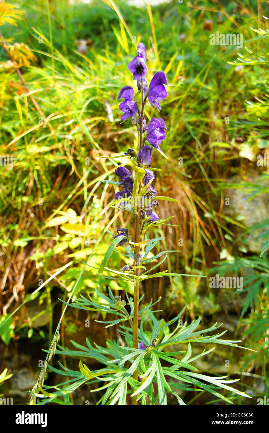 Aconitum napellus, a very poisonous flower and herb Stock Photo - Alamy