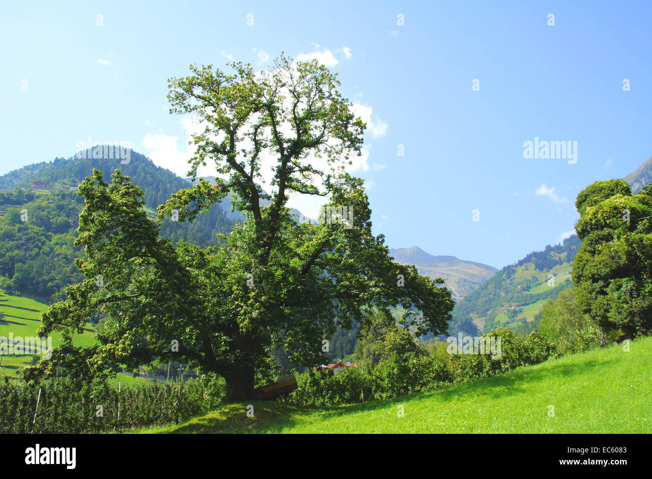 big old chestnut tree Stock Photo - Alamy