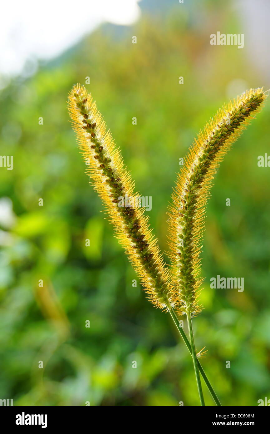 Foxtail close-up in backlight Stock Photo - Alamy