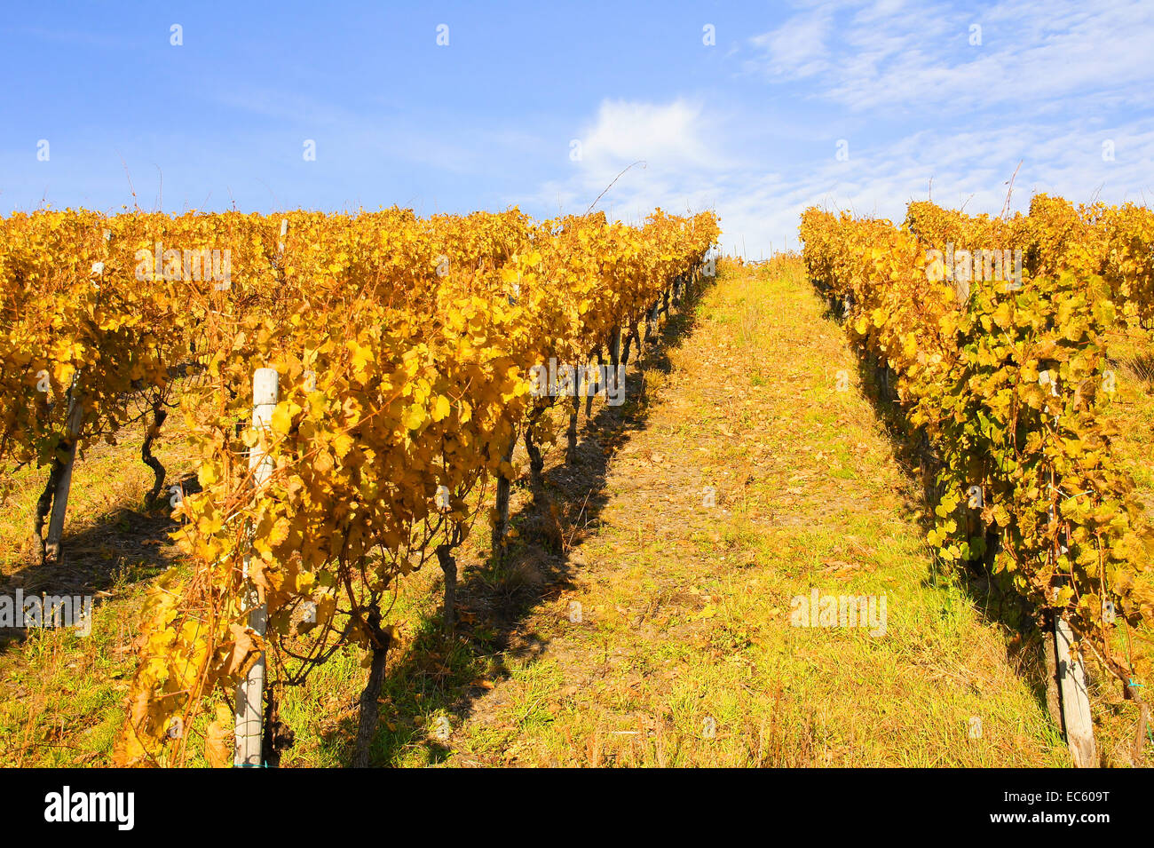 wider line spacing in the vineyard for machining Stock Photo - Alamy