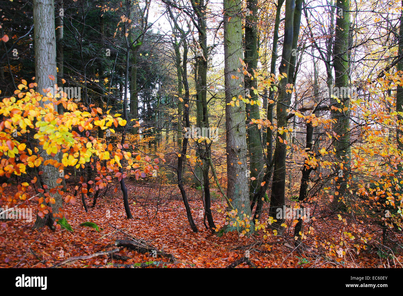 Beech spruce forest hi-res stock photography and images - Alamy