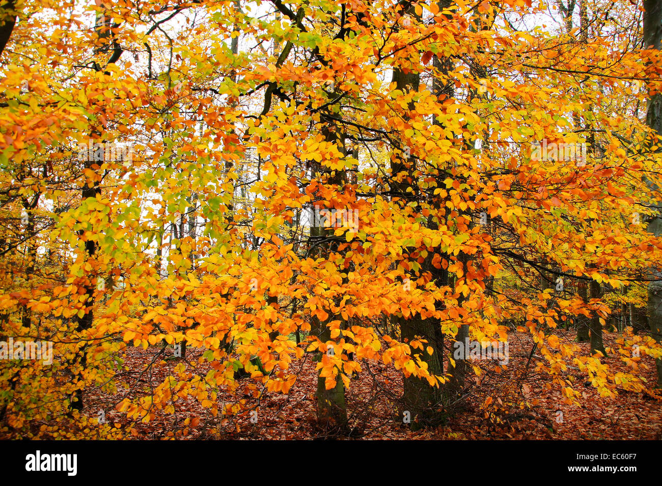 Yellow beech hi-res stock photography and images - Alamy
