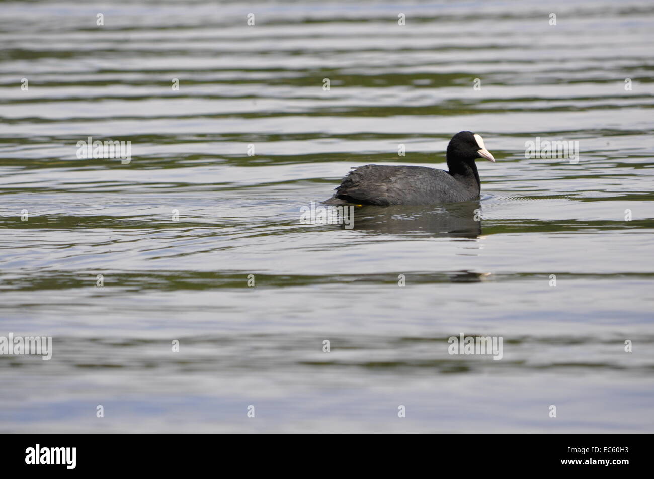 Waterbird in nature hi-res stock photography and images - Alamy