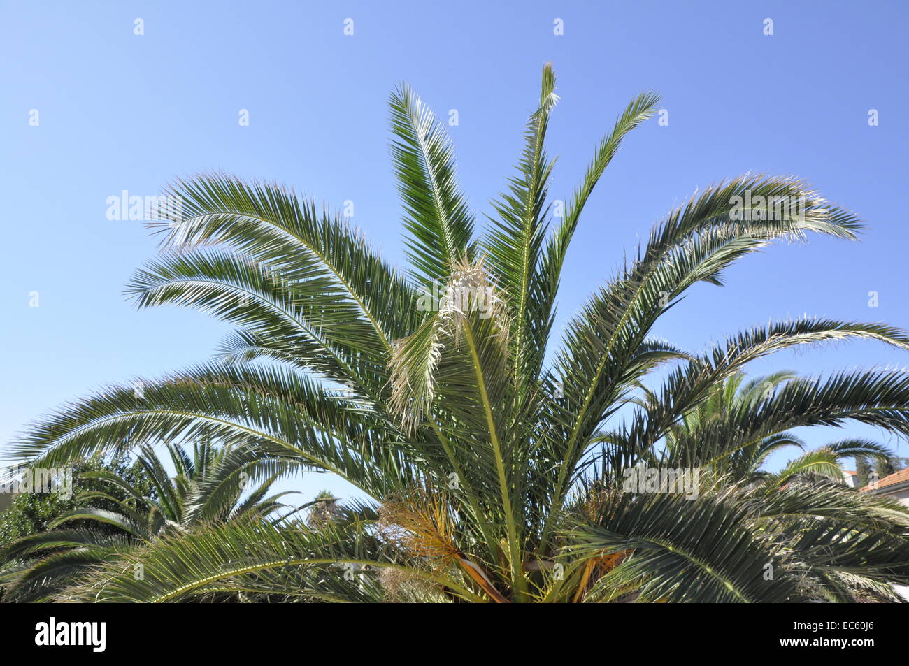 Tree crown hi-res stock photography and images - Alamy