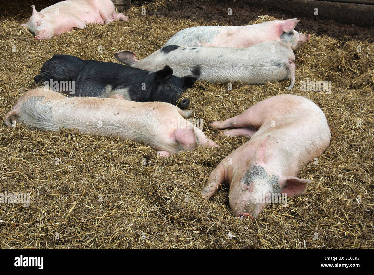Sleeping Pigs High Resolution Stock Photography and Images - Alamy