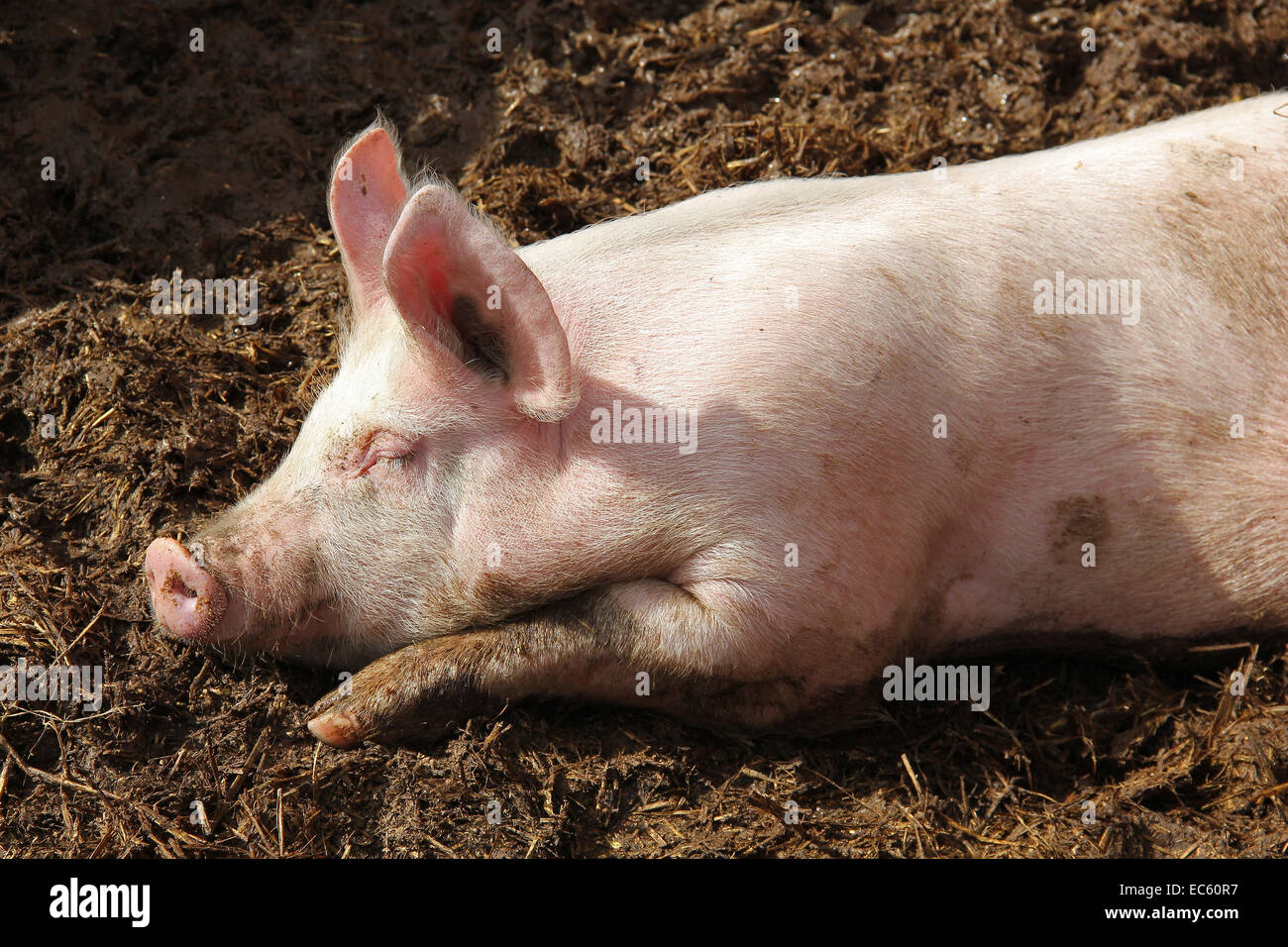 Pig hooves hi-res stock photography and images - Alamy