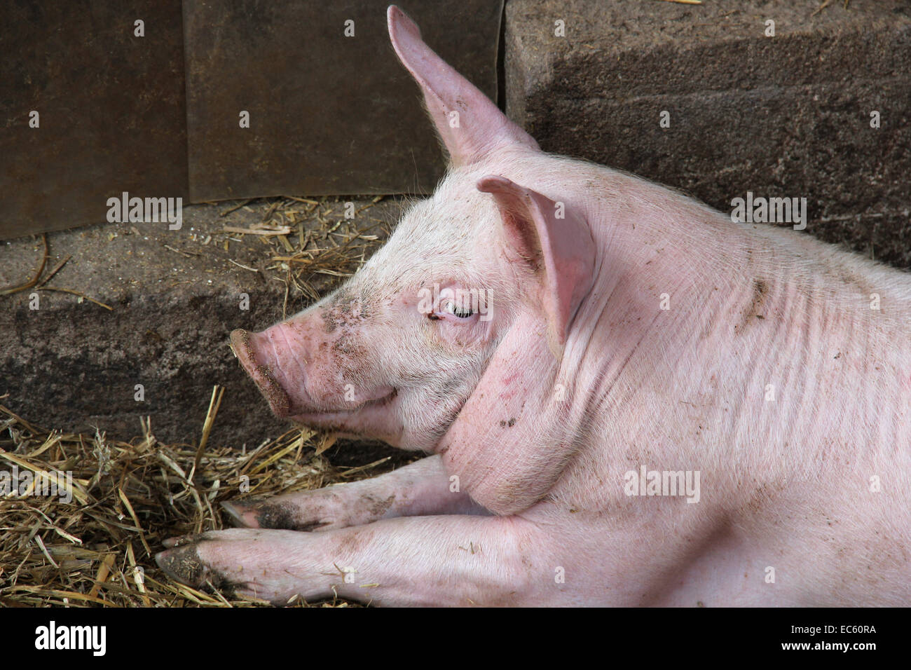 Pig hooves hi-res stock photography and images - Alamy