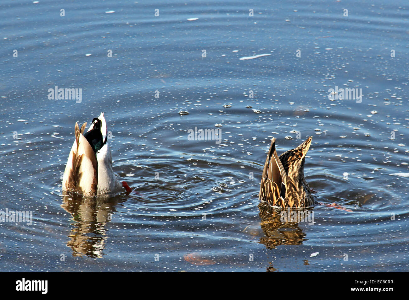 Head under water ..., ducks Stock Photo - Alamy