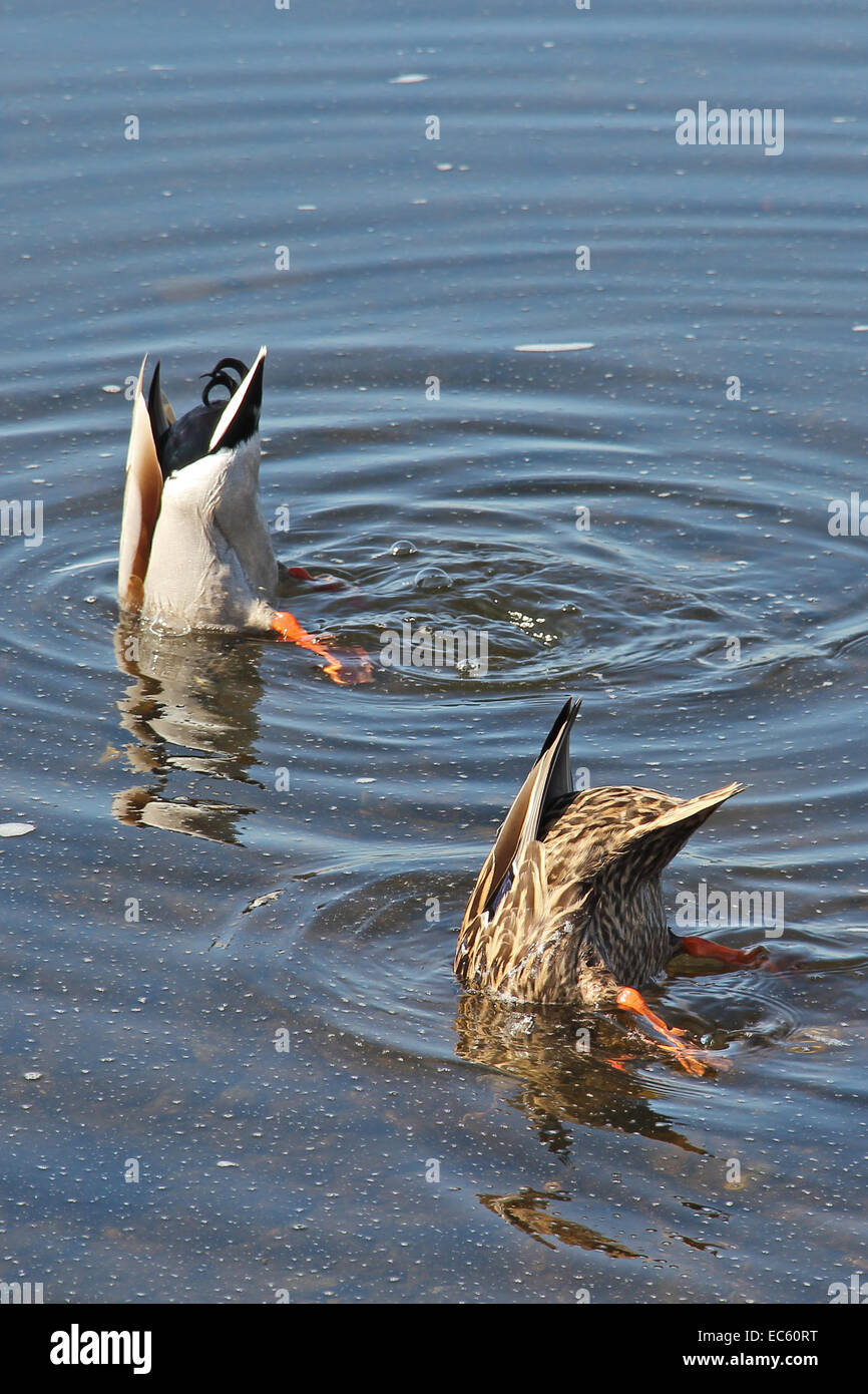 Head under water ..., ducks Stock Photo - Alamy