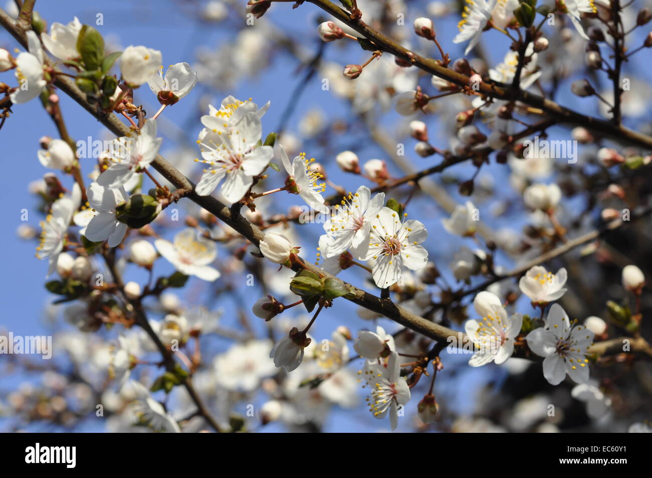 Cherry tree bloosom hi-res stock photography and images - Alamy