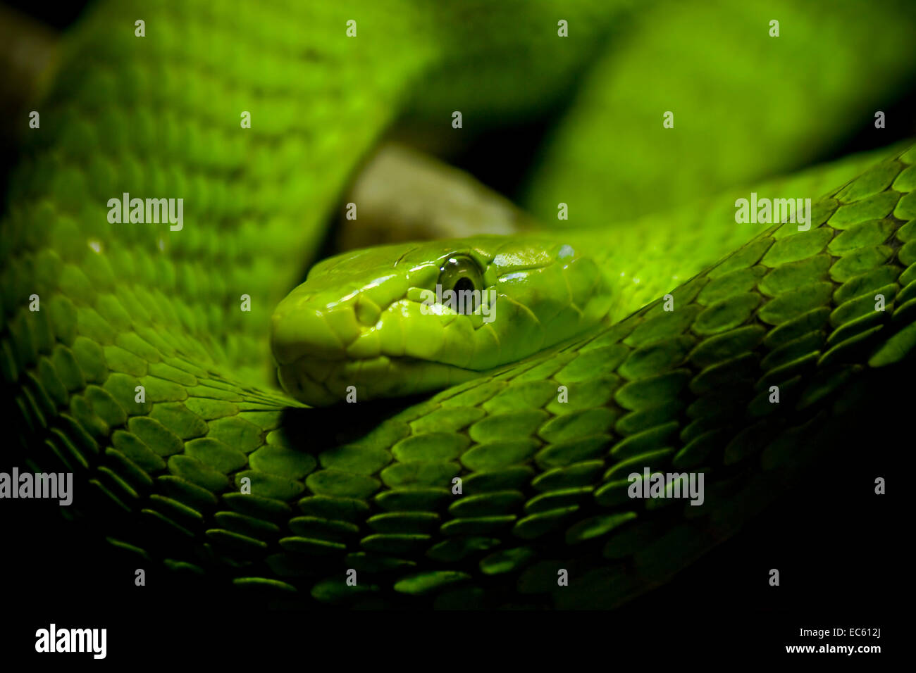 Anatomy of reptiles hi-res stock photography and images - Alamy
