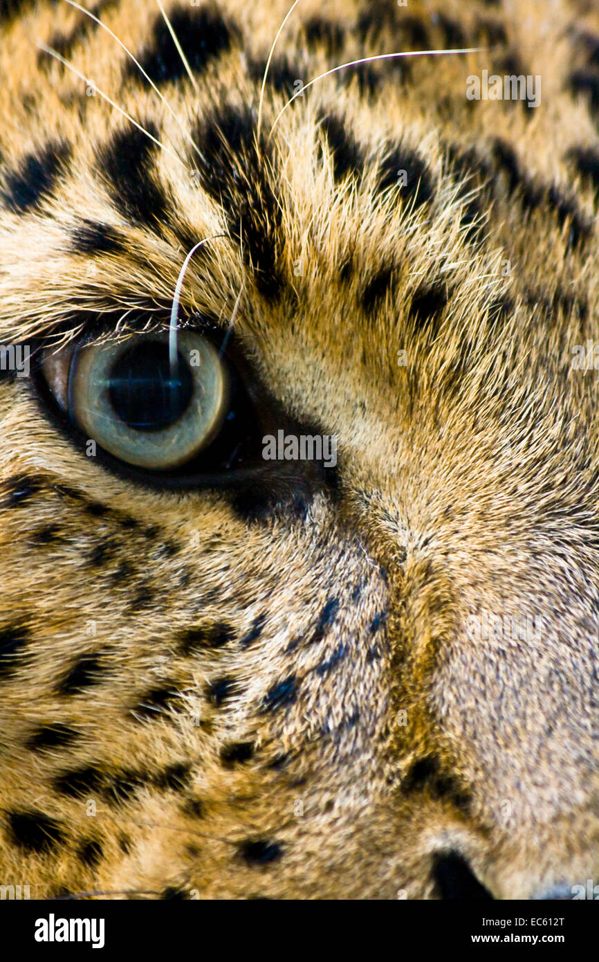 Wildcat skin hi-res stock photography and images - Alamy