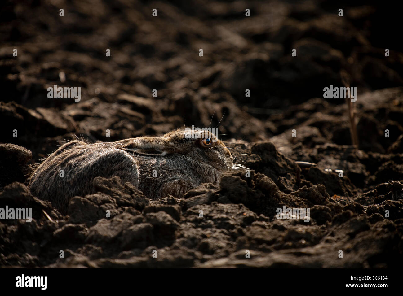 Jack hare hi-res stock photography and images - Alamy