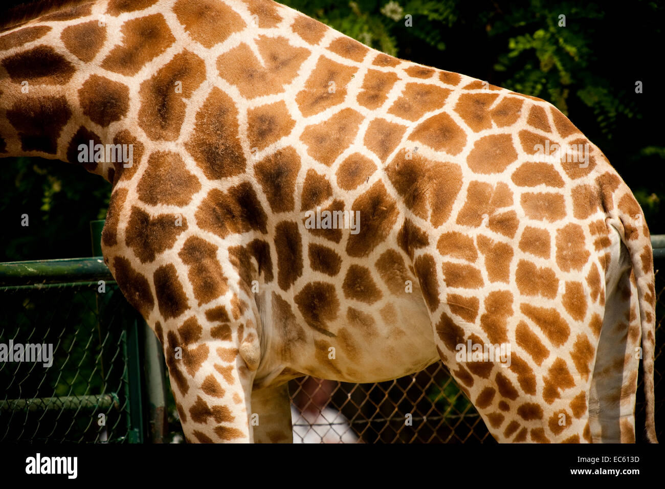 Zoo structure hi-res stock photography and images - Alamy