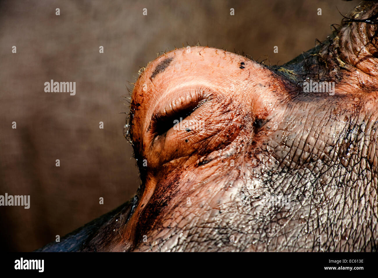 eye of a hippo Stock Photo - Alamy