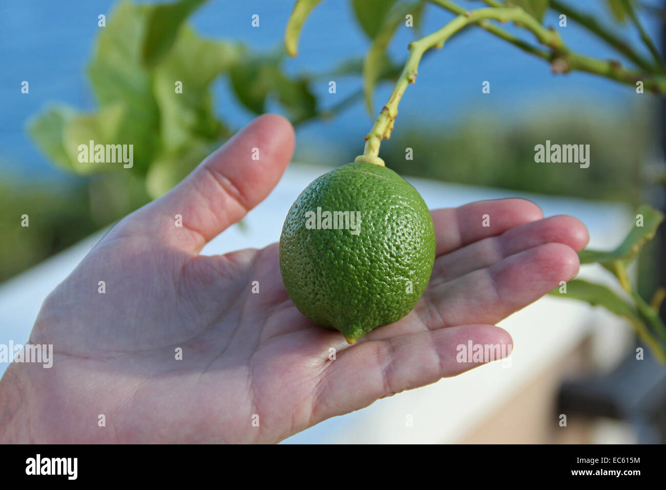 Ripening lemon in hand Stock Photo - Alamy