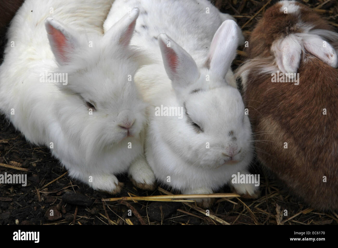Domesticated Rabbits High Resolution Stock Photography and Images - Alamy