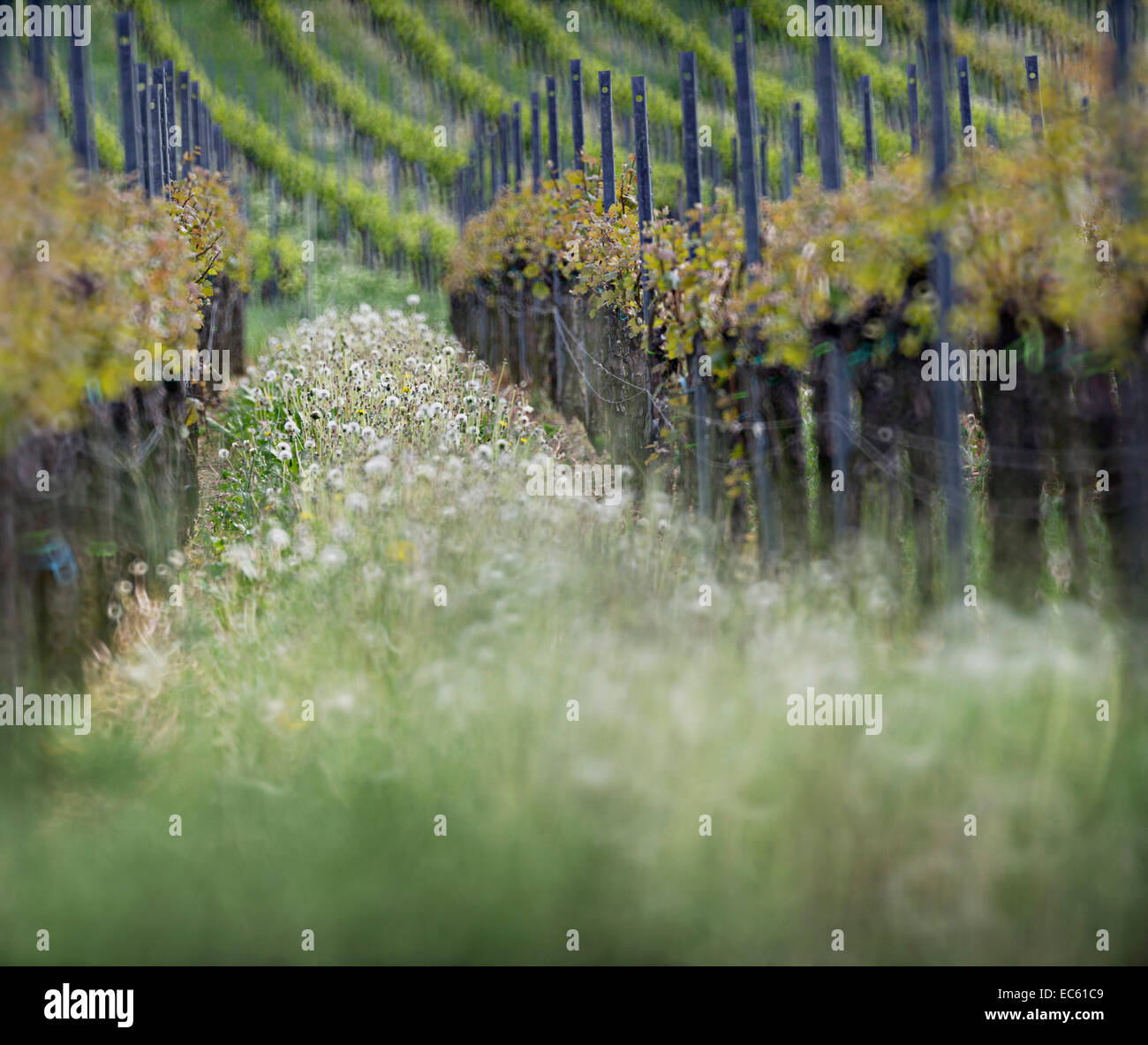 Road germany hi-res stock photography and images - Alamy