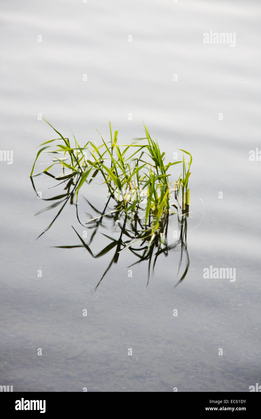 Hydrophyte hi-res stock photography and images - Alamy