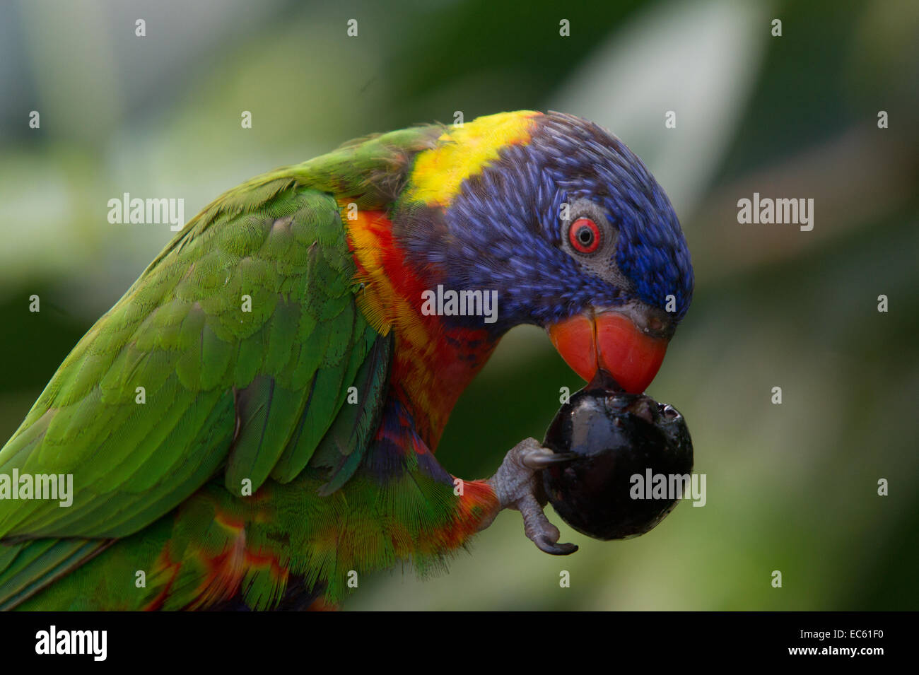 rainbow lorikeet Trichoglossus haematodus eating fruit Stock Photo - Alamy