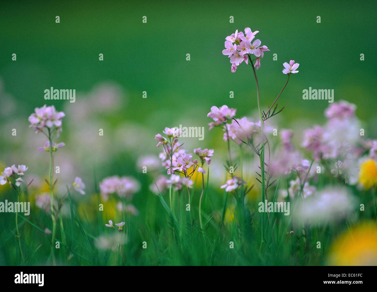 Meadowfoam hi-res stock photography and images - Alamy