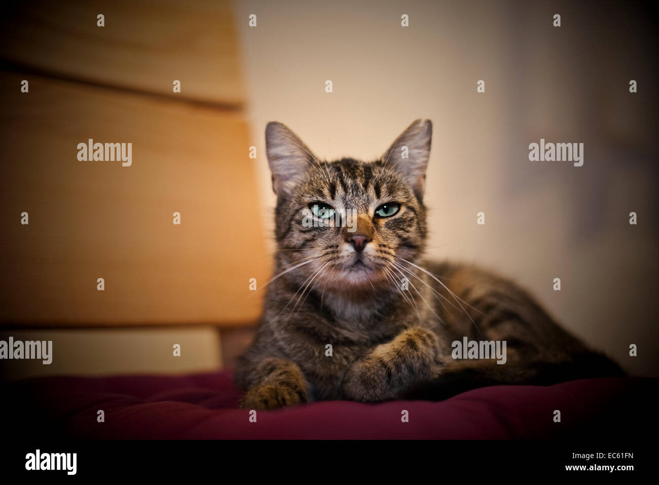 house cat sitting on a chair Stock Photo - Alamy