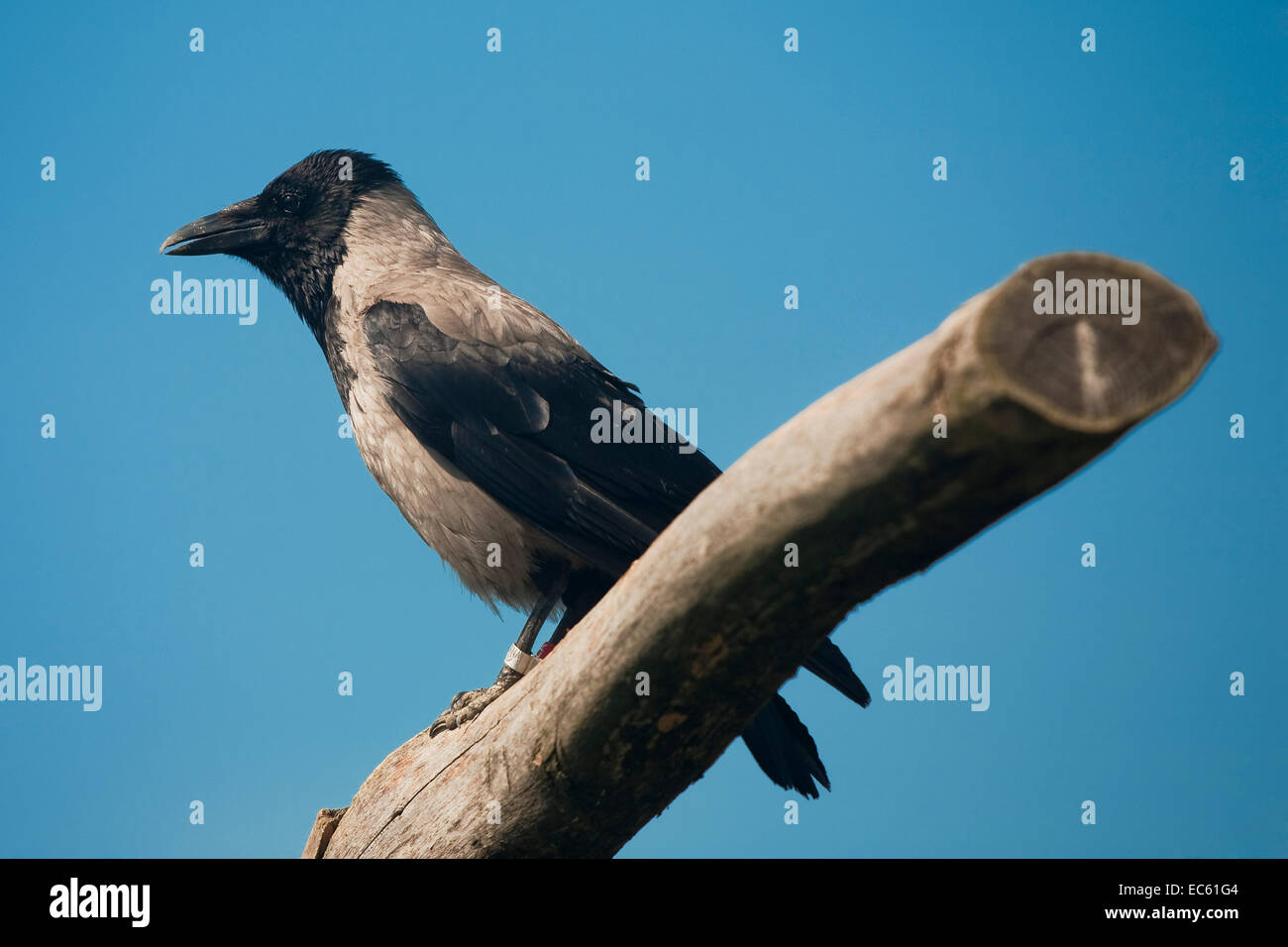 Corvus corone cornix Stock Photo - Alamy