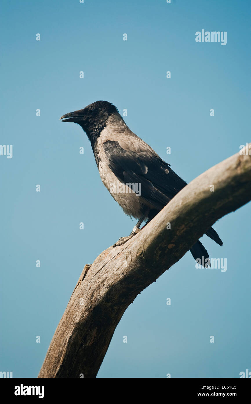 Corvus corone cornix Stock Photo - Alamy