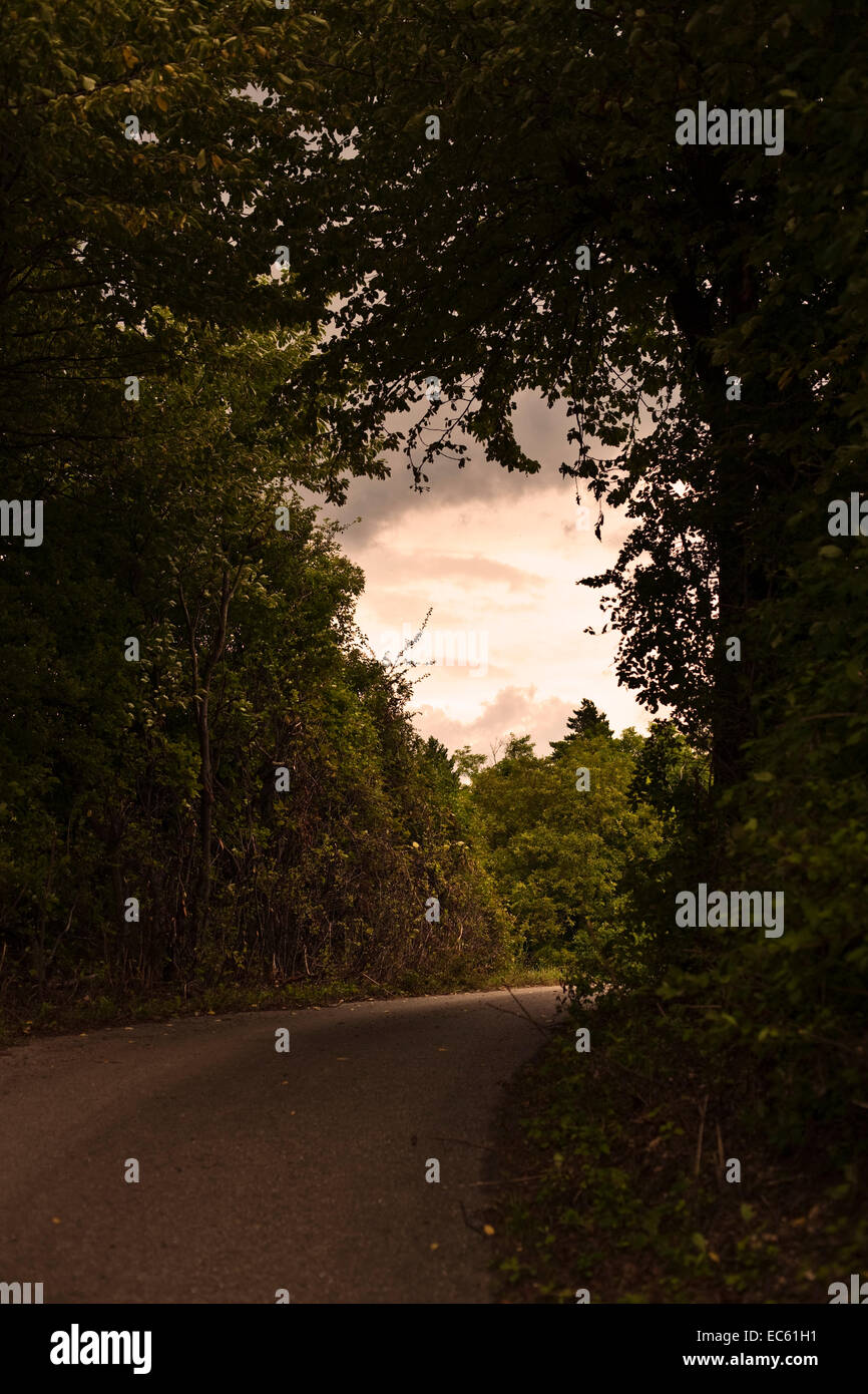 clearing on a forest trail Stock Photo - Alamy