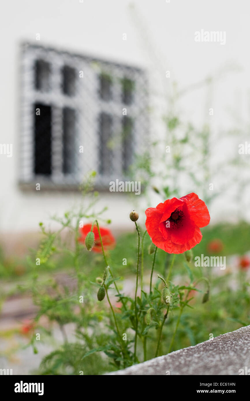 poppy before a house Stock Photo - Alamy