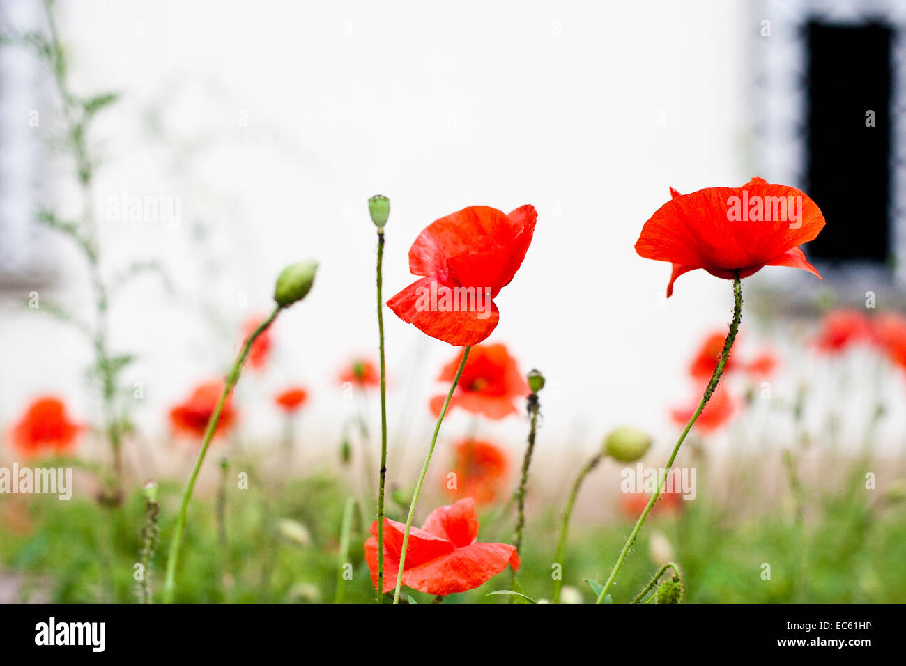 poppy before a house Stock Photo - Alamy