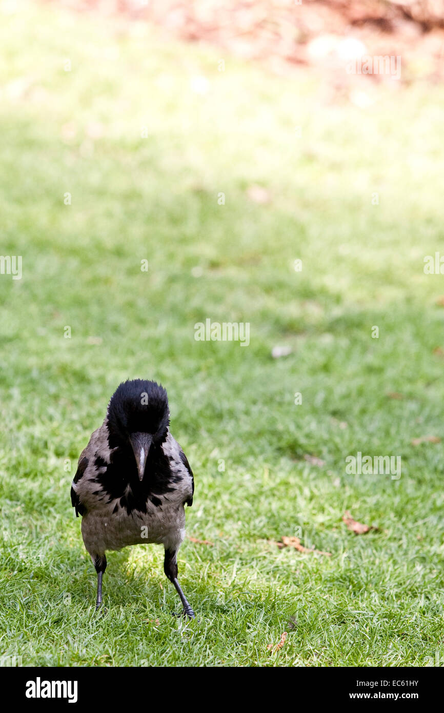 Corvus corone cornix Stock Photo - Alamy