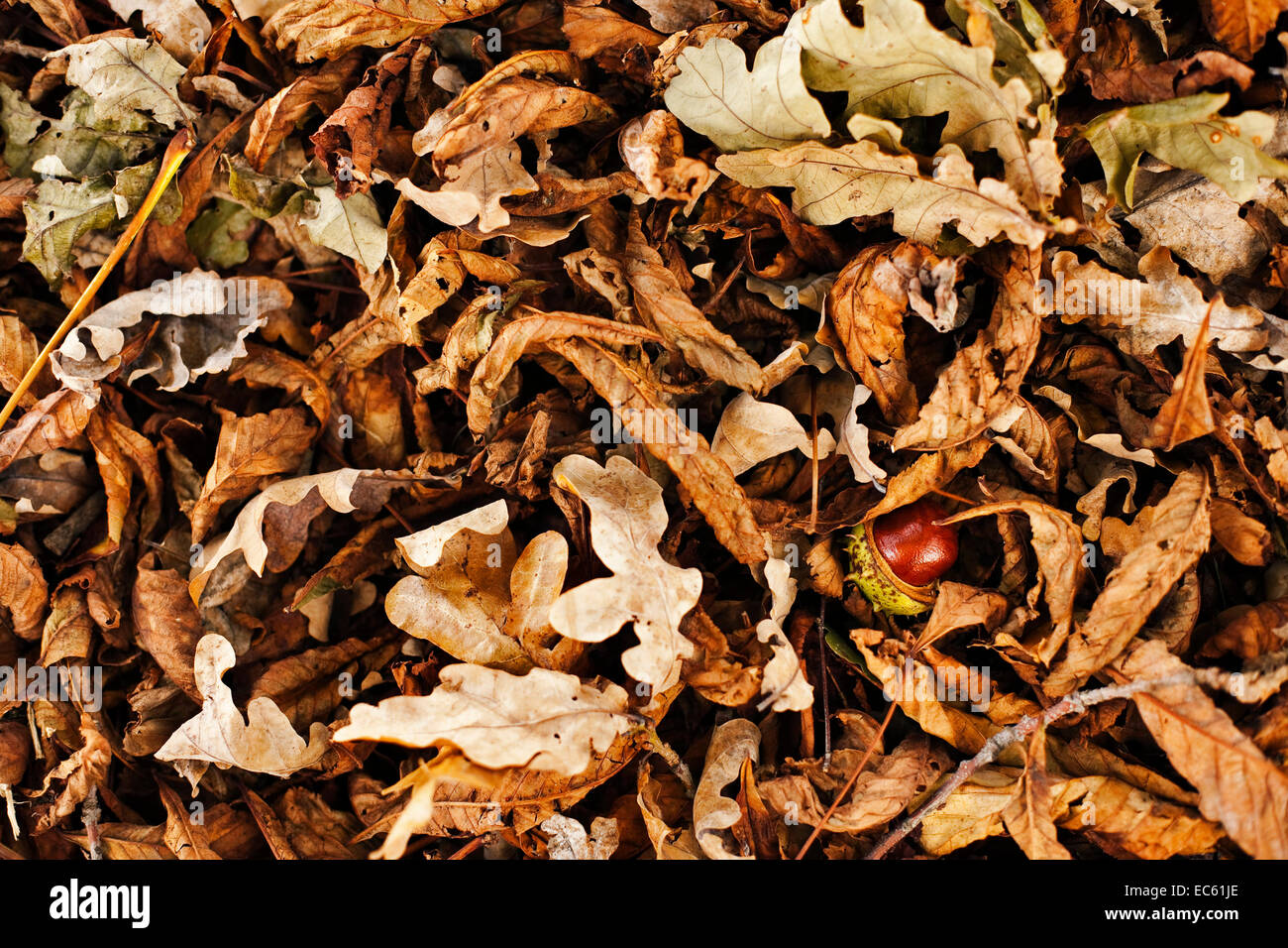 chestnut at autumn foliage Stock Photo - Alamy