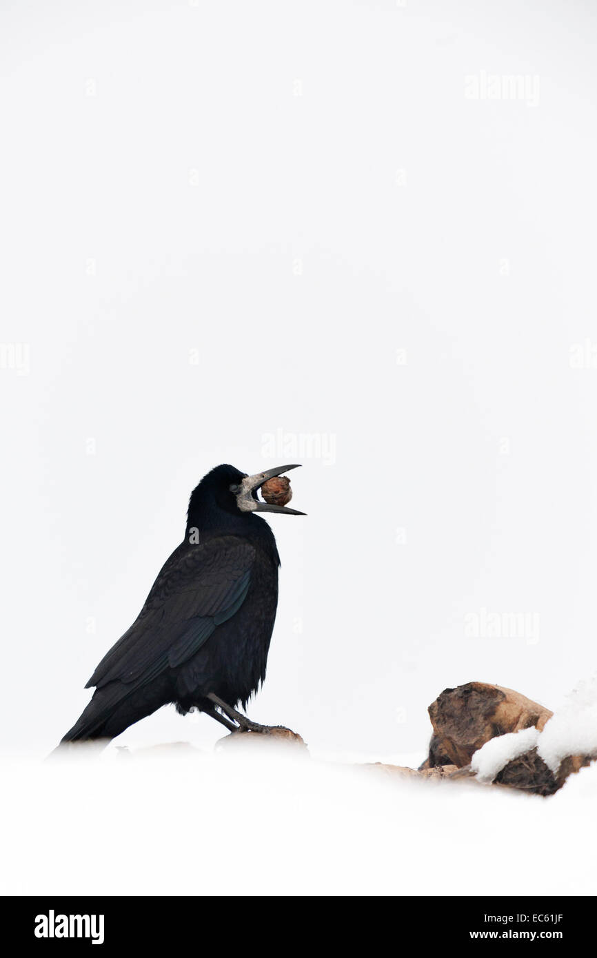 rook Corvus frugilegus with nut in the beak Stock Photo - Alamy