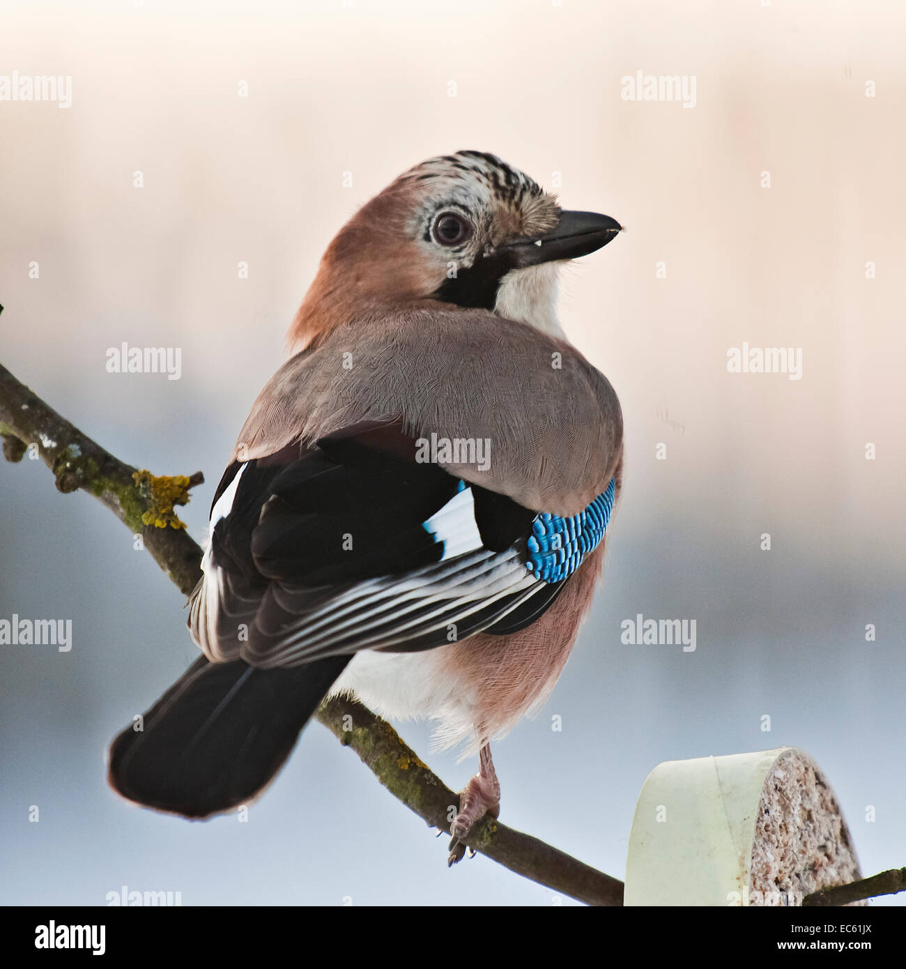 Jaybird hi-res stock photography and images - Alamy