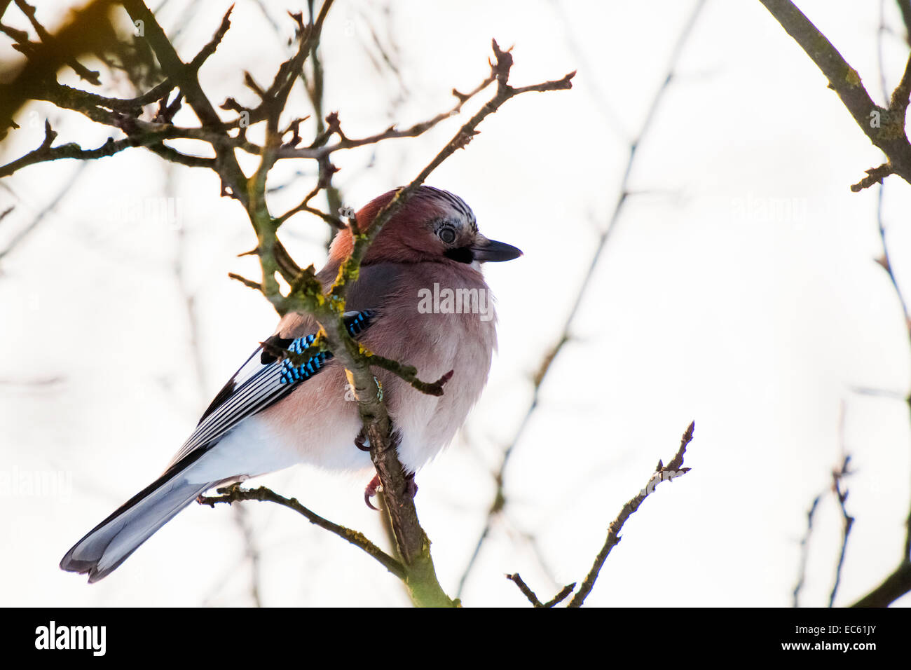 Jaybird hi-res stock photography and images - Alamy