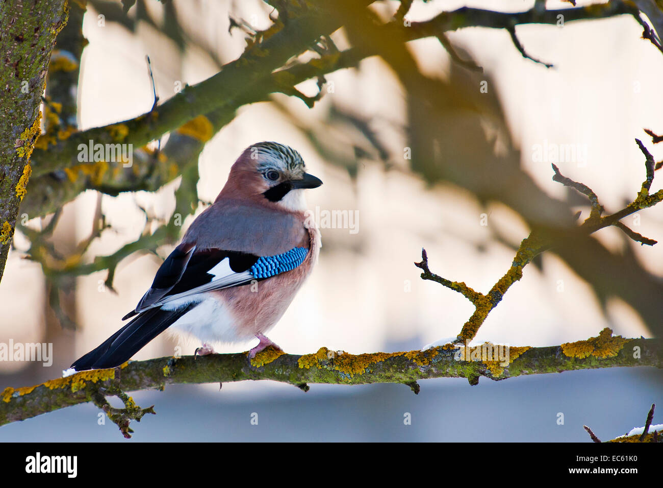 Jaybird hi-res stock photography and images - Alamy